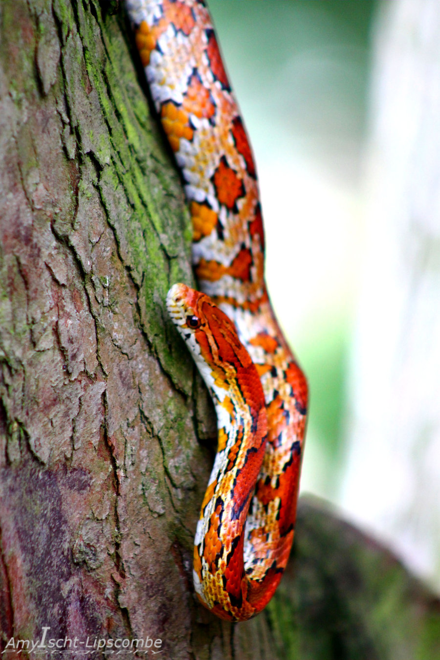 Our Beautiful World: Beautiful red snakes