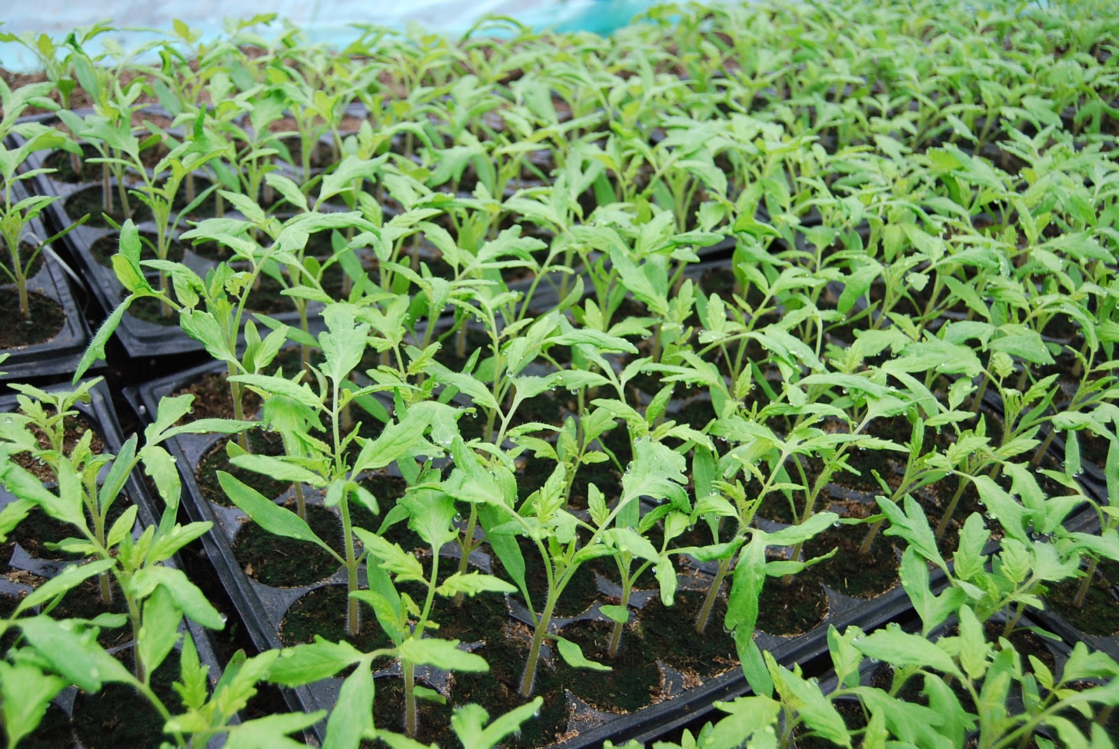 LEGUMICULTURA IN SOLAR SI SERE: RASADURILE DE ROSII
