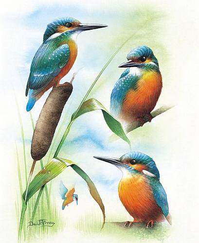 Soloillustratori: David Finney