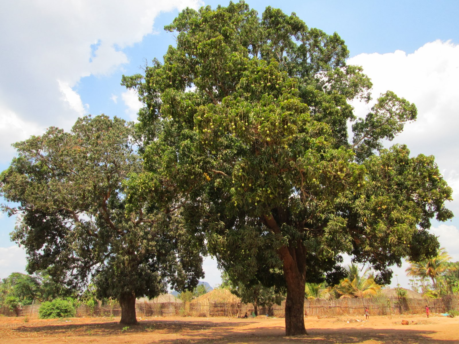 vathi va toko wirimu: Mangoes and the nature of God