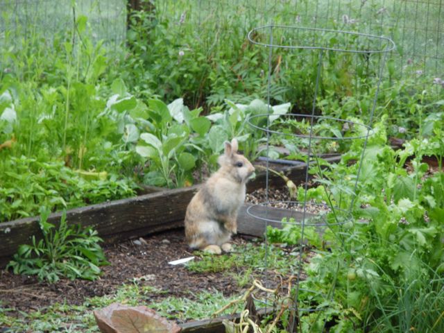 Sandra The Free Range Superbunny: Bunny In The Garden