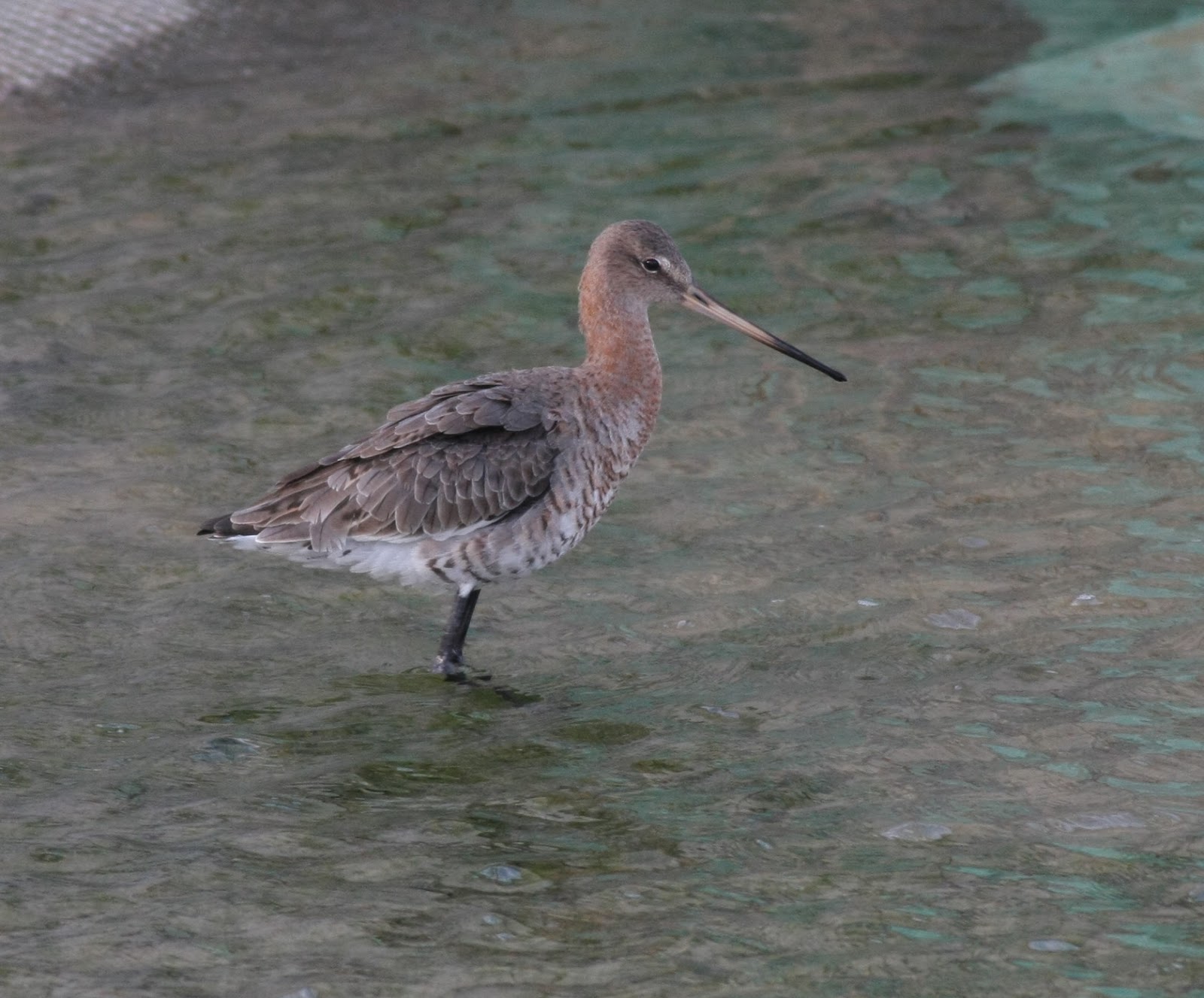 La Palma Birds: Black-tailed Godwit
