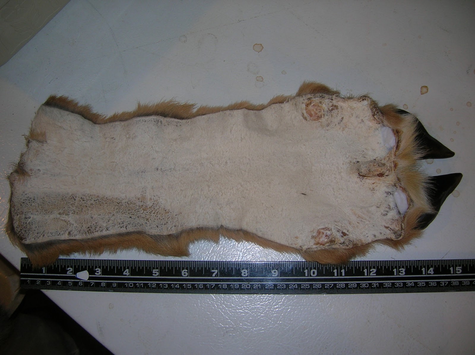 Musings of Musang: Mule Deer hock skin: part 2 - removing long and ...