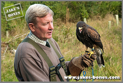 Learning how to handle a Harris Hawk : Jake's Bones