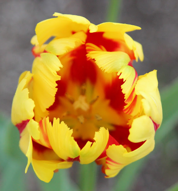 TULIPS MAKE LONG-LASTING SPRING BOUQUETS -- Combining reds and yellows ...