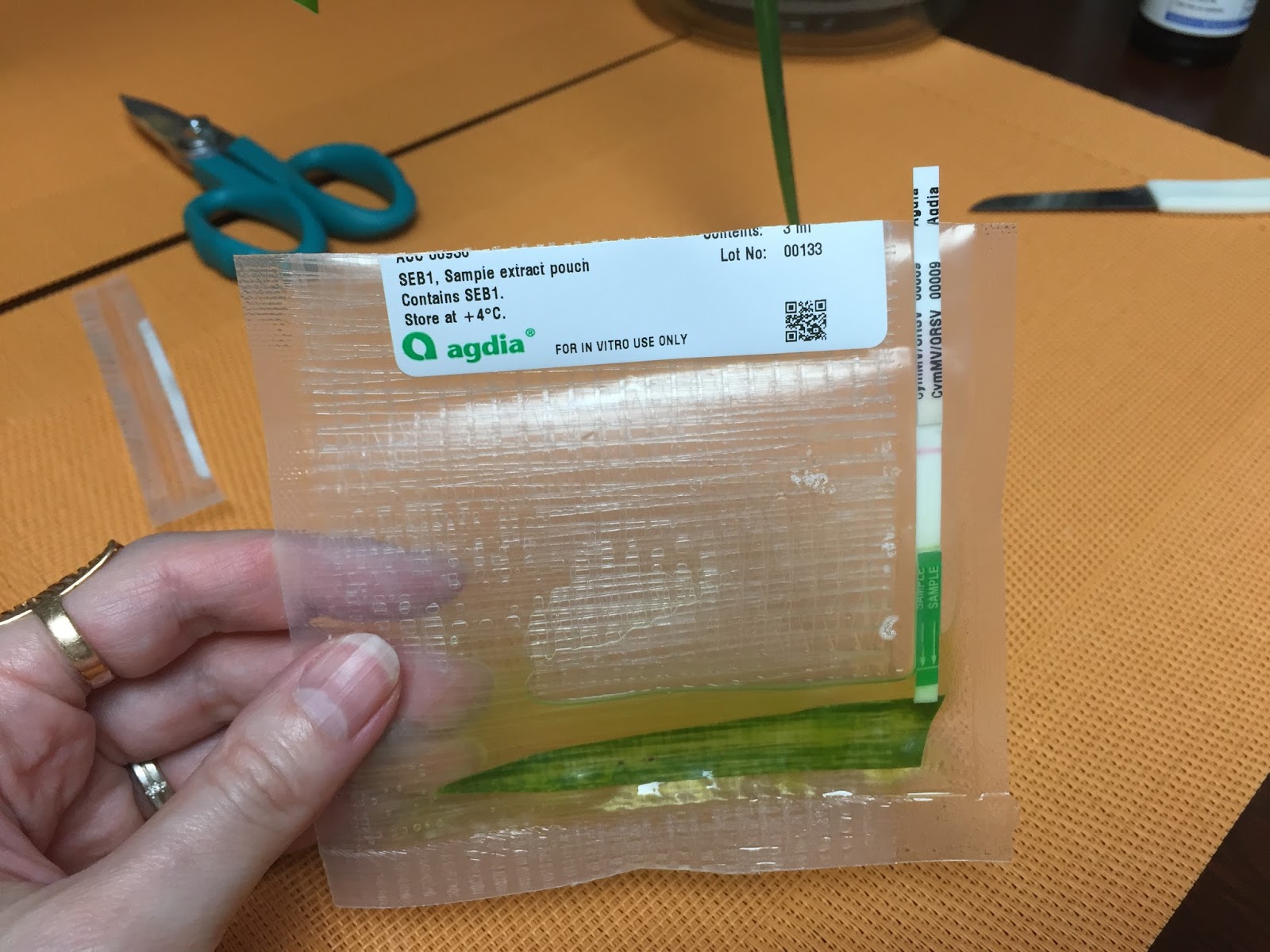 ImmunoStrip® for Cymbidium mosaic virus & Odontoglossum ringspot virus ...