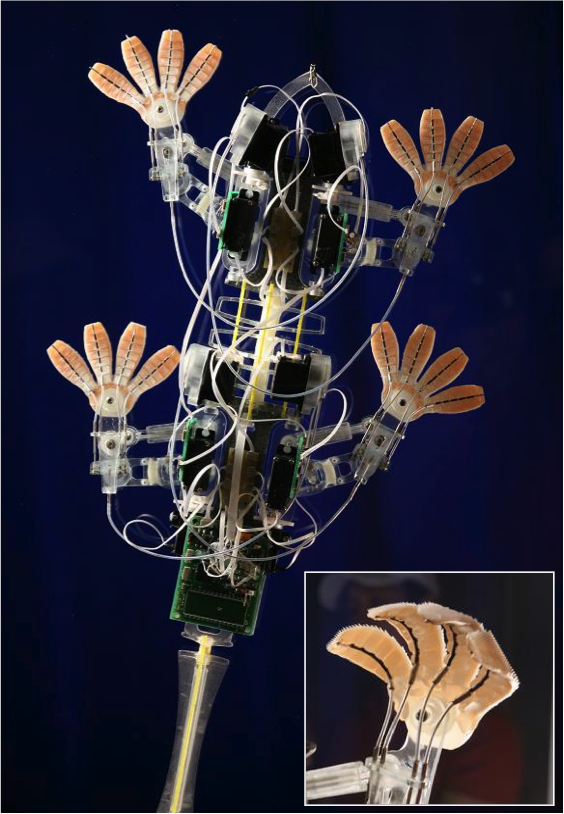 MiGiBoT†‡: Stickybot (robot gecko)