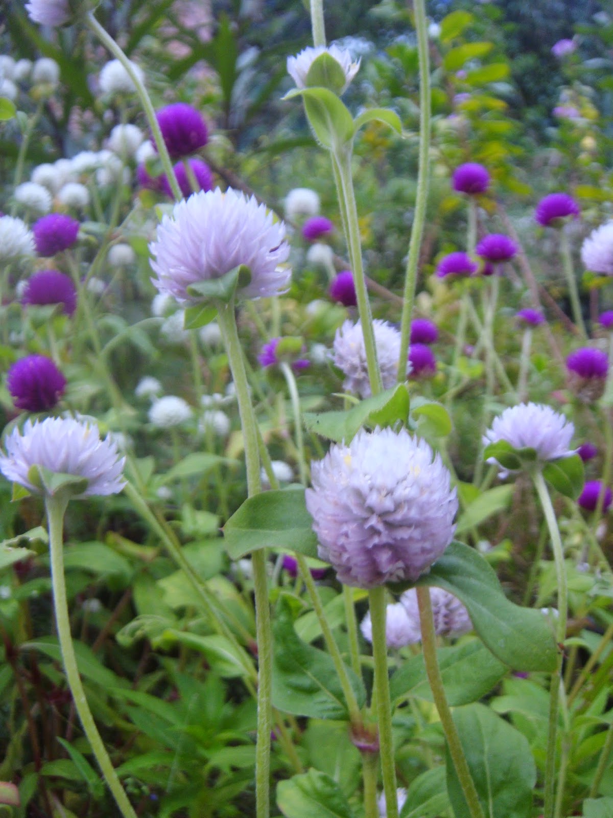 My Wonderful Timez.: Bunga Butang, khasiat & Manfaatnya...