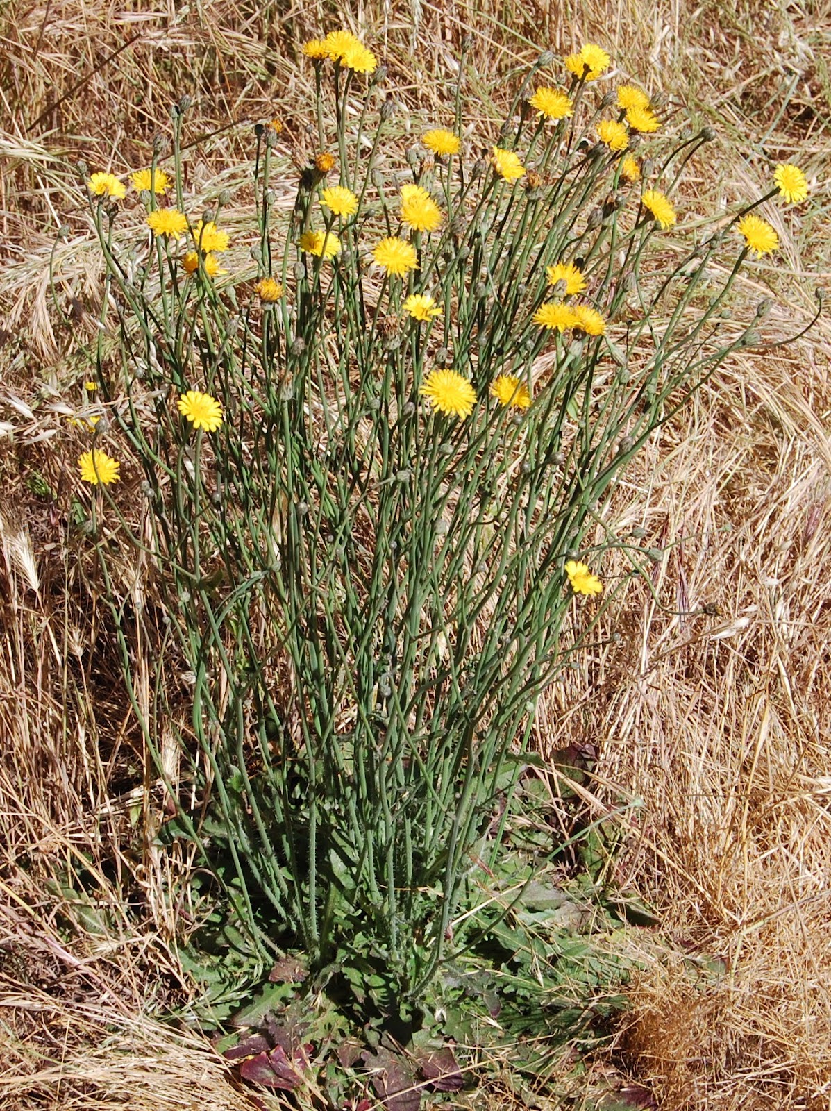 Plantas: Beleza e Diversidade: Leituga (Hypochaeris radicata)