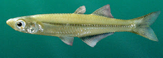 Fishes Images: Atlantic silverside
