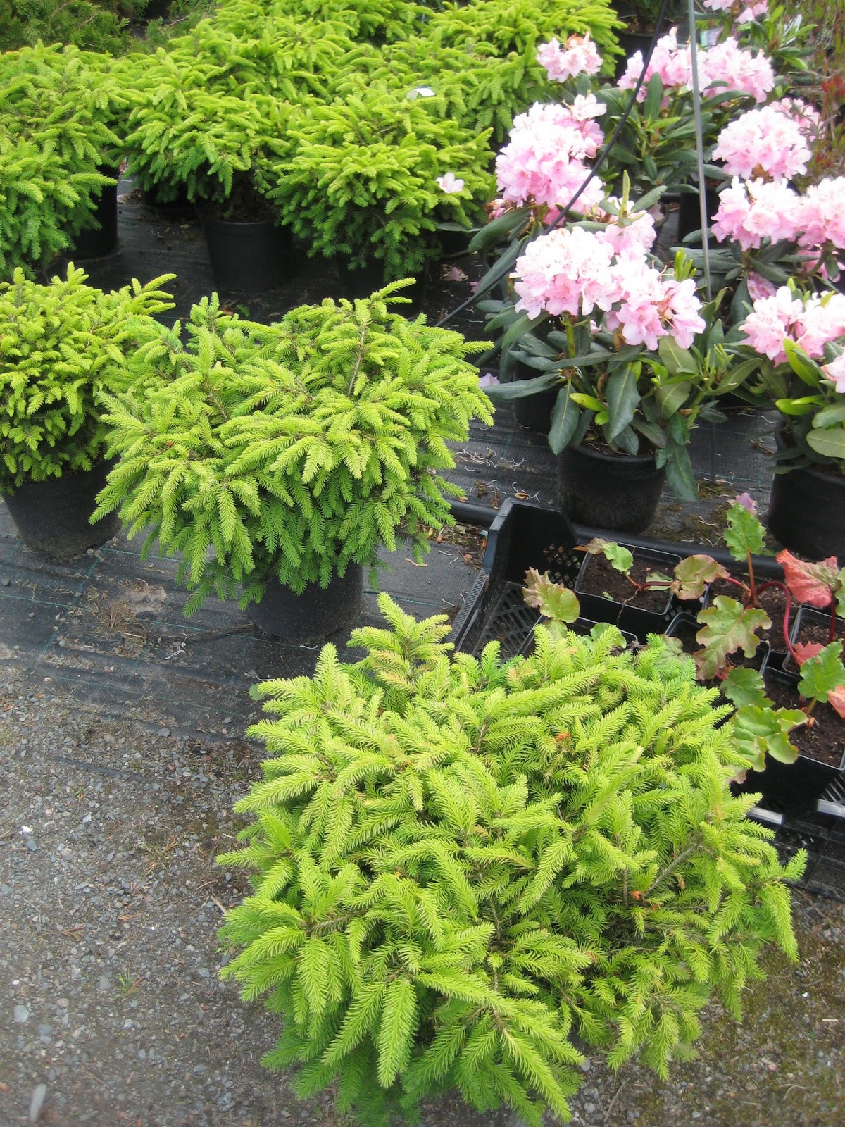 Onnelin elämää: Taimitarhalla