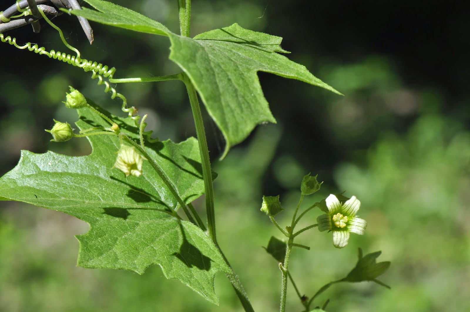 Desde Alájar: Nueza blanca. Brionia