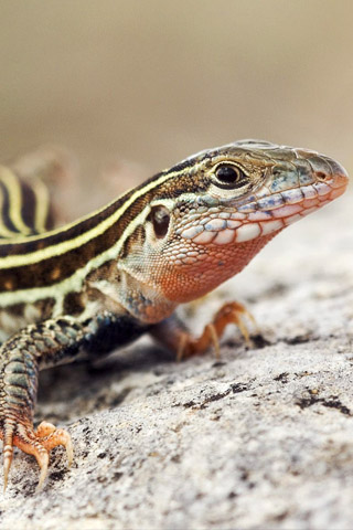 iPhoneZone: Poisonous Lizard iPhone Wallpapers