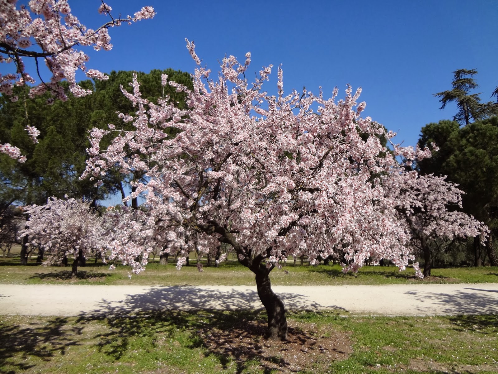 Los almendros en flor de La Quinta de los Molinos
