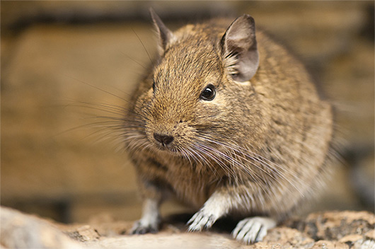 What is a Degu?