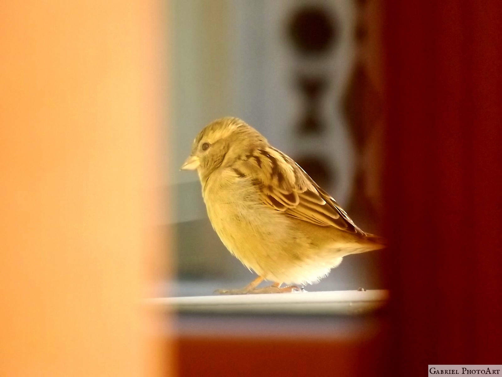 Gabriel PhotoArt: Vrabiuta de la geam