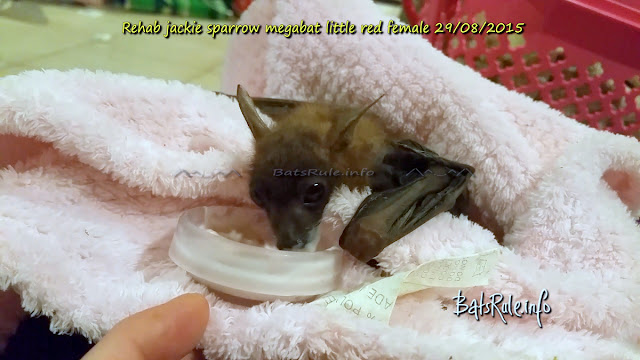 Jackie Sparrow | Megabat | Little Red baby (Flying-fox) (Fruit bat ...