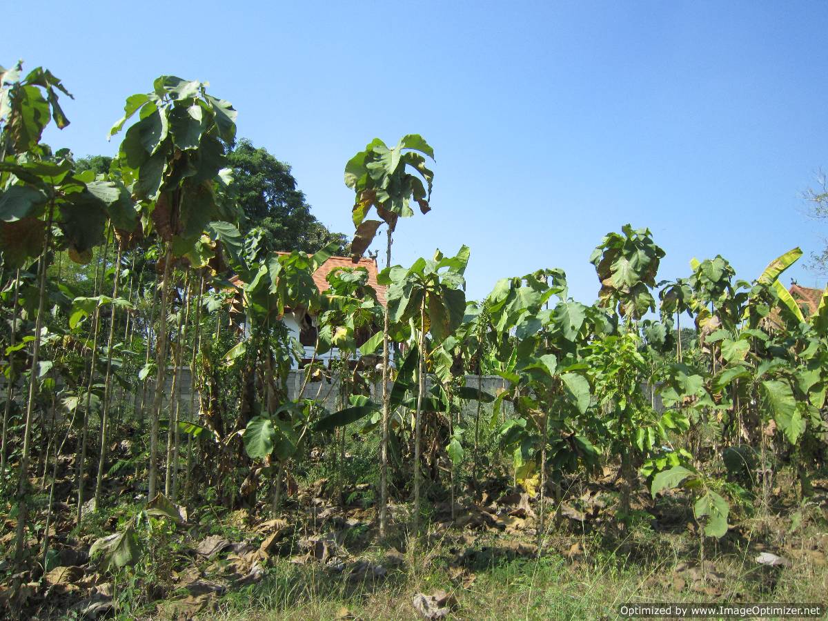 Rambling towards an exotic garden paradise: Thai gardens part 2