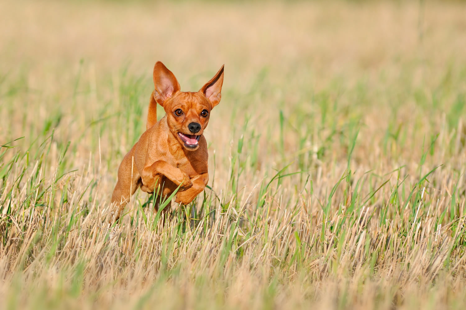 Razas de Perros: Fotos de Pinscher Miniatura