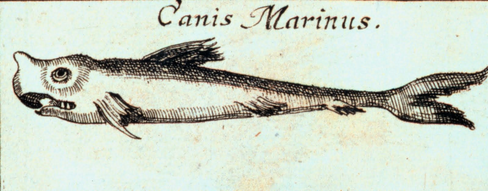 Tiburones en Galicia: Los tiburones según Plinio