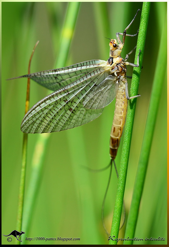 WILDLIFE GATEWAY: Femelle Ephémère...