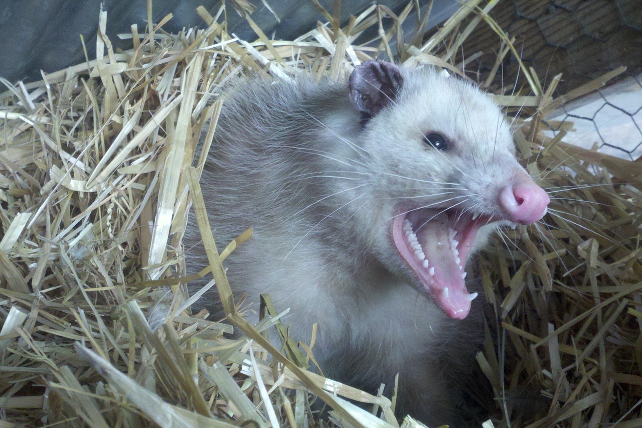 Better Drunk Than Wasted: Awesome Possum: The Power Posmick. Super ...