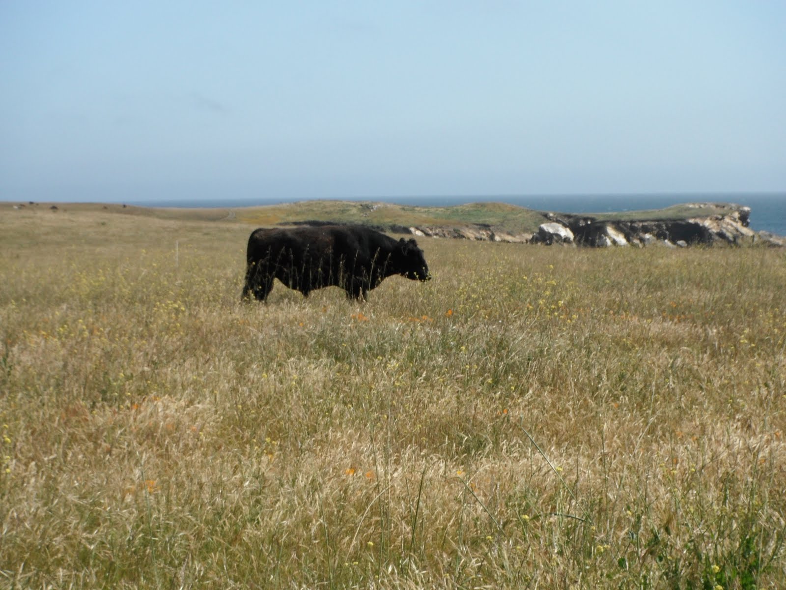 Our Hiking Mystery: Bluff Trail and Point Buchon Trail in Montaña de ...