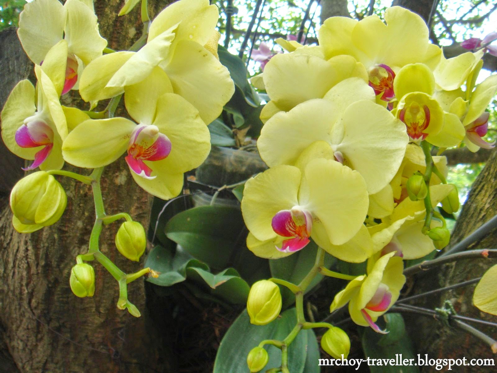 Sentosa Flowers 2009