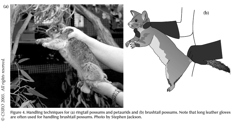 Possum TV: Wasabi's Stay in Hospital