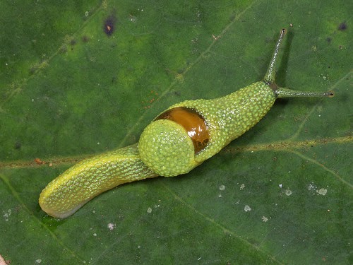 Babosa de cola larga o babosa ninja (Ibycus rachelae)