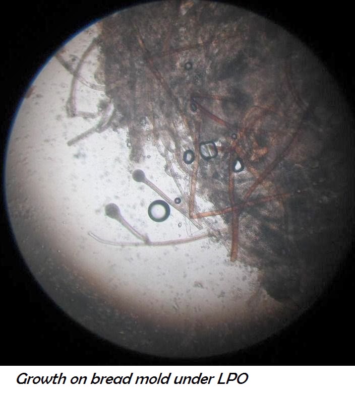 My Science Web School : Molds