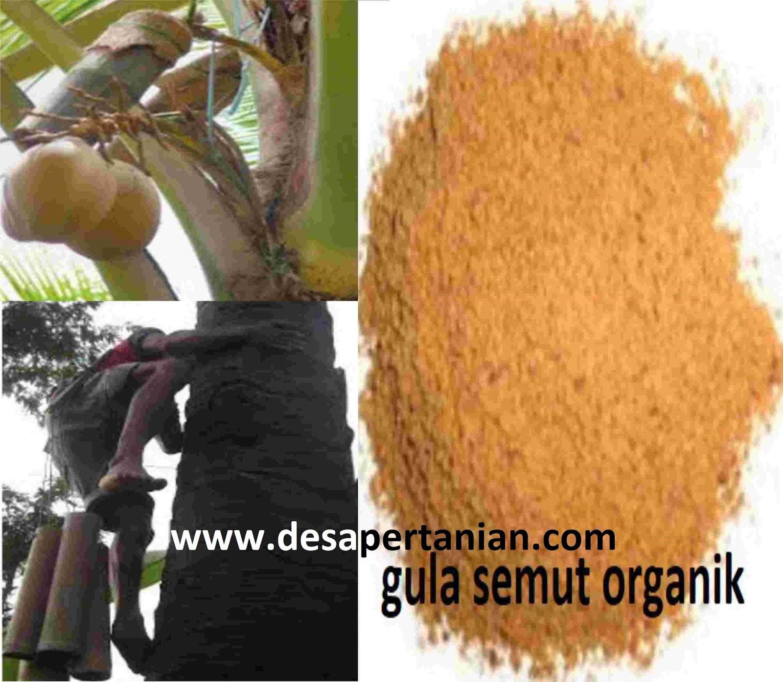 Cara Membuat Gula Semut Organik dari Nira Kelapa ~ Desa Pertanian