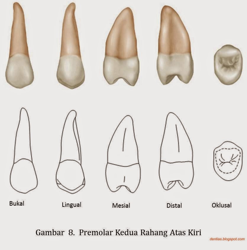 Morfologi Gigi Permanen ~ Dent-ias || notes
