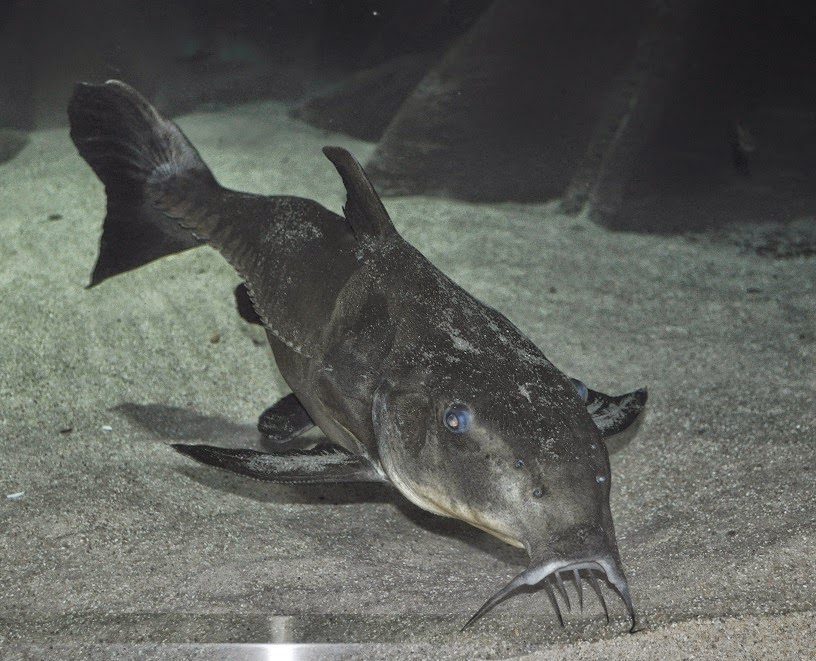 ZOOTOGRAFIANDO (6.100 ANIMALS): BAGRE SIERRA / RIPSAW CATFISH (Oxydoras ...
