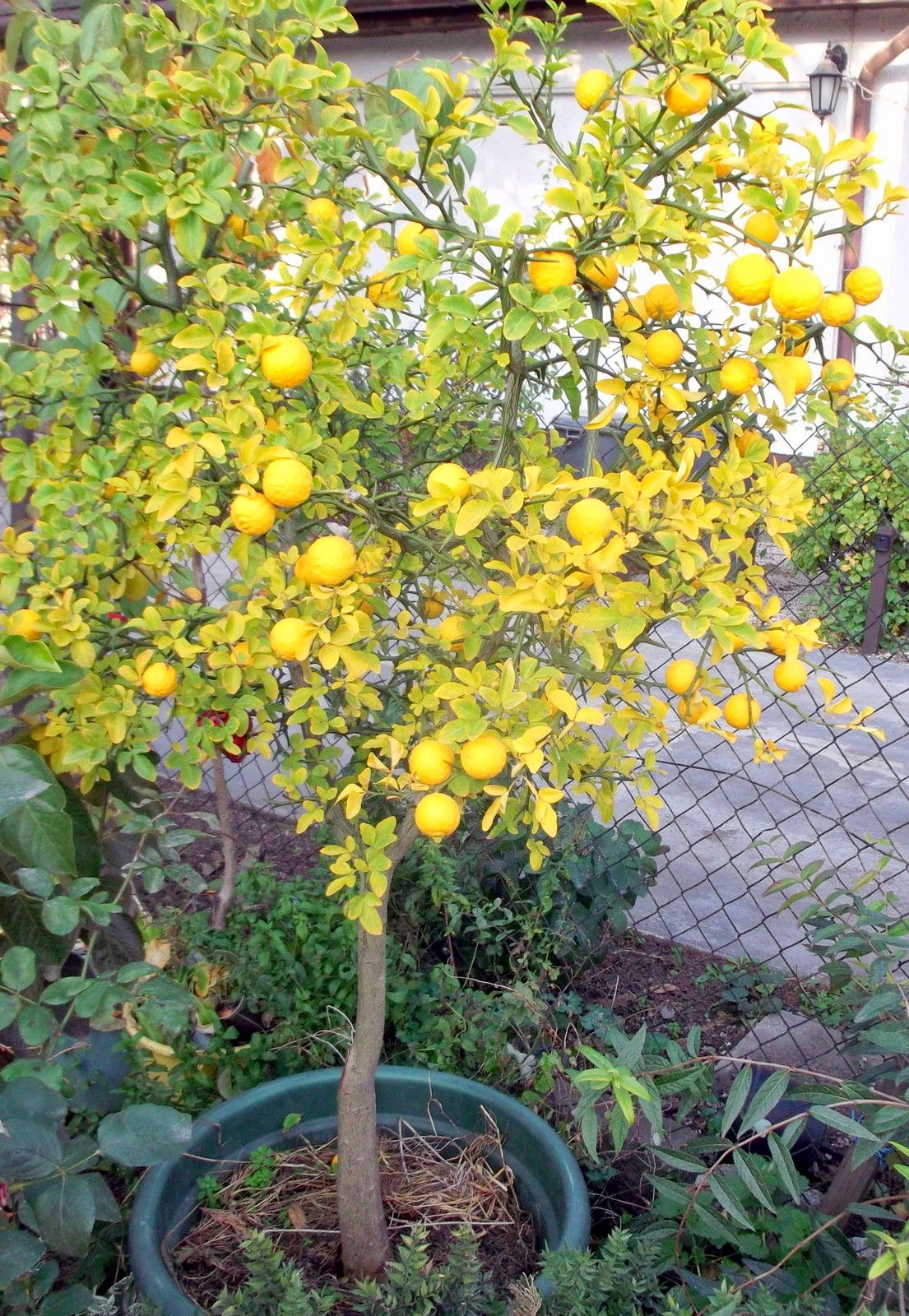 Casa si gradina: Lamaiul rezistent la frig - Poncirus Trifoliata