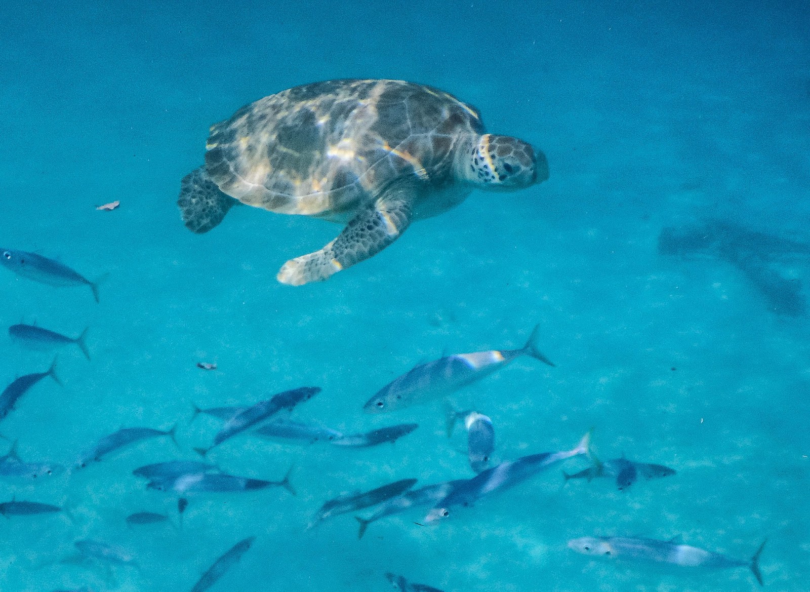 Cannundrums: Atlantic Tarpon (fish)