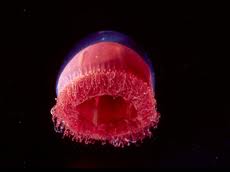 LA NATURALEZA EN CASA: Benthocodon (Benthocodon pedunculata)