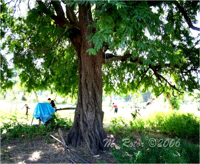 Living with Nature - School on Blog by Dr. Abercio V. Rotor: Under the ...