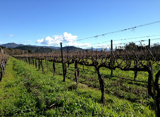 Fratelli Pasini: La Poda de la Vid