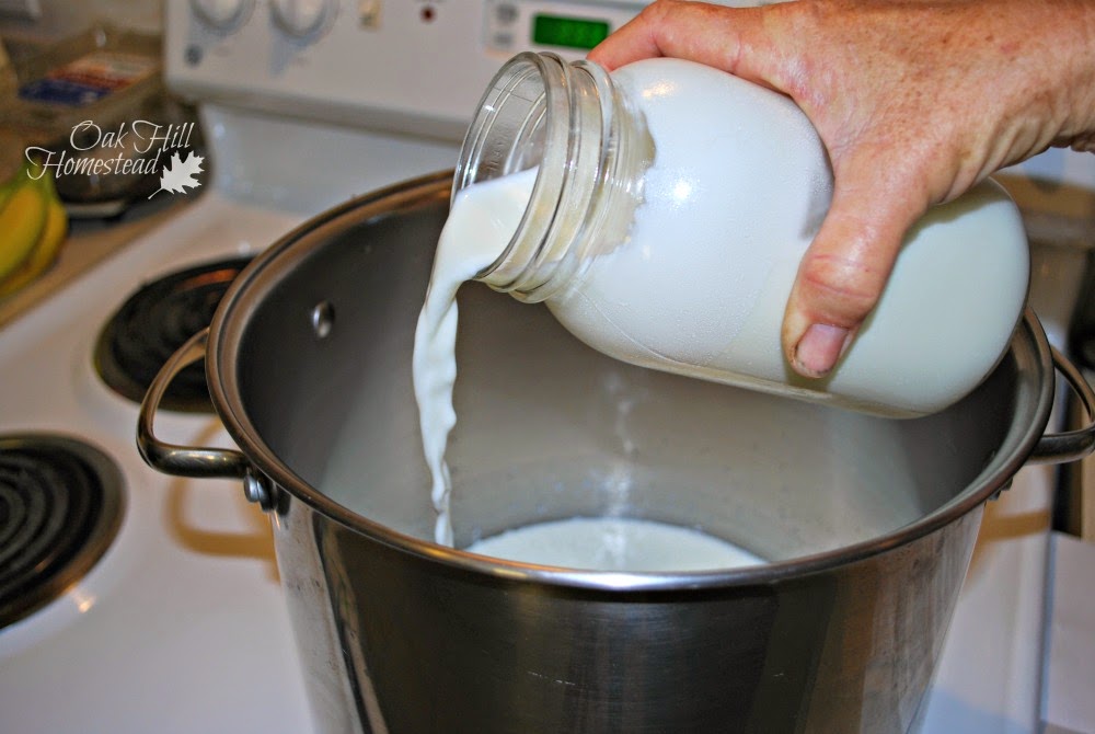 How to Make Mozzarella Cheese - Oak Hill Homestead