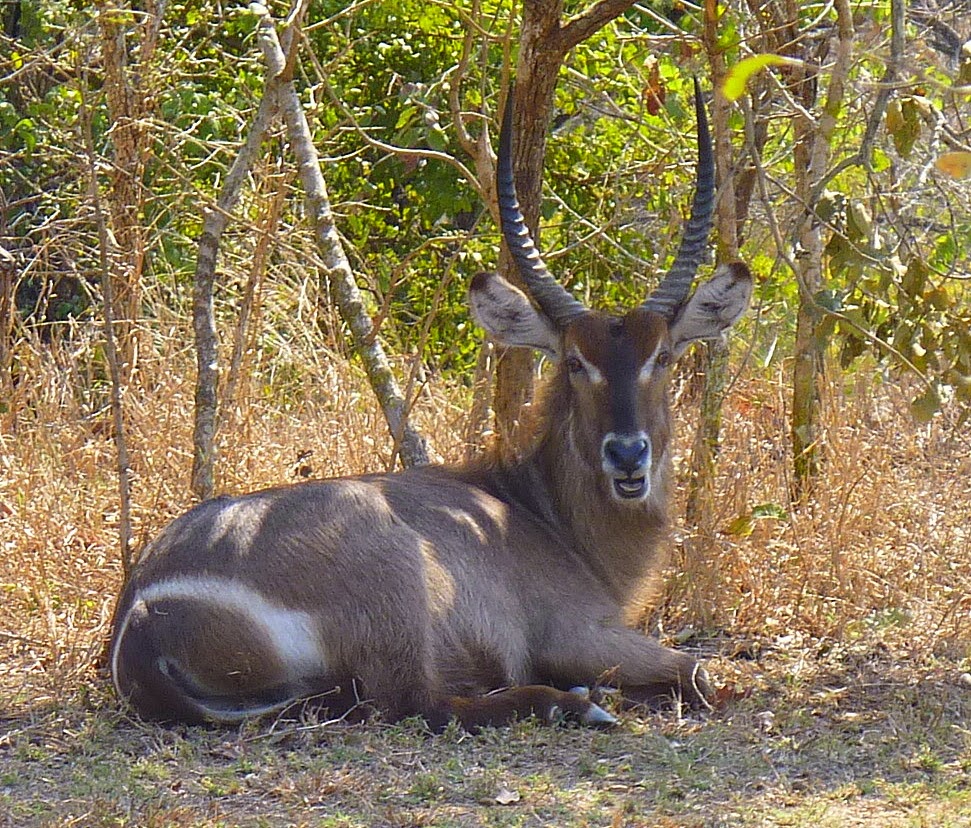 Birding For Pleasure: Common Waterbuck - Game Haven and Majete Game ...
