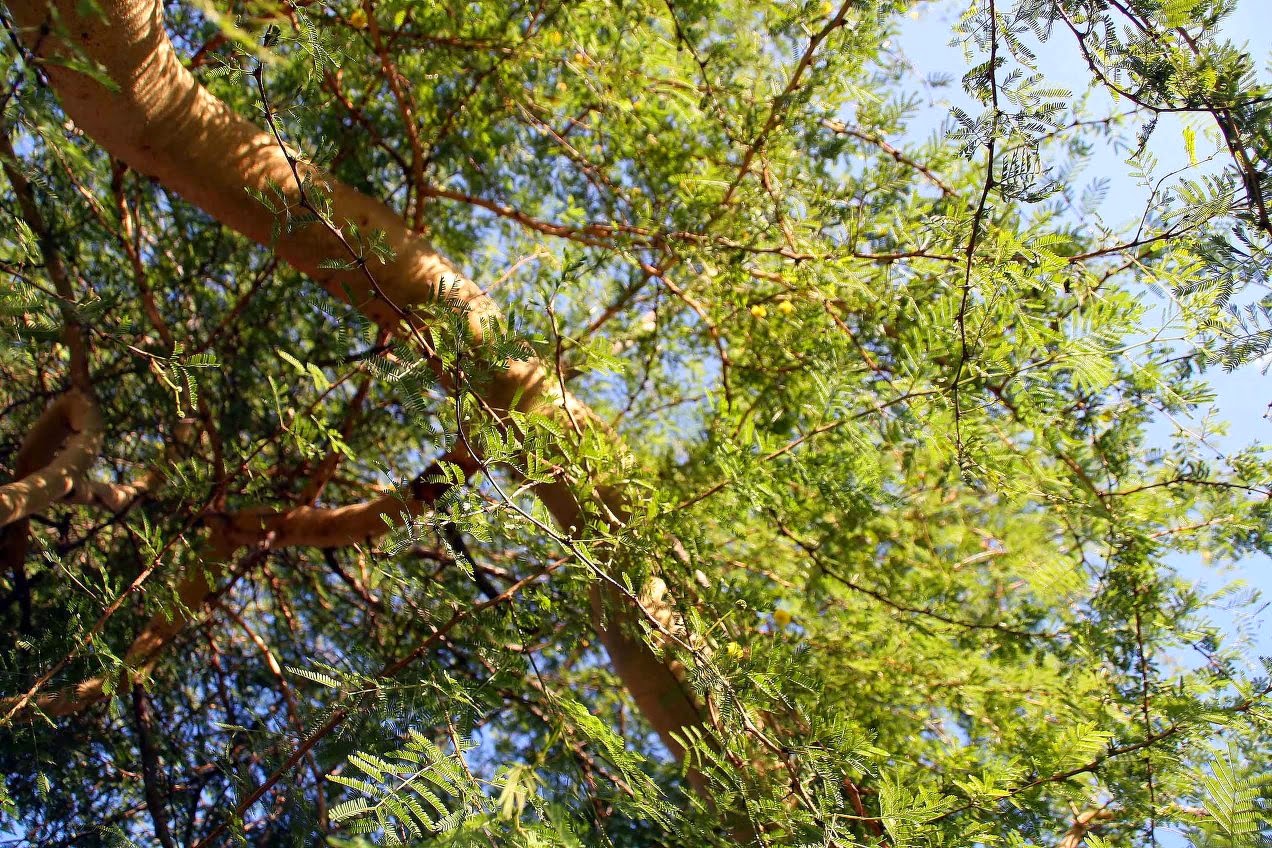 Flora de Puerto Rico Ilustrada Papo Vives: Mimosoideae VACHELLIA ...