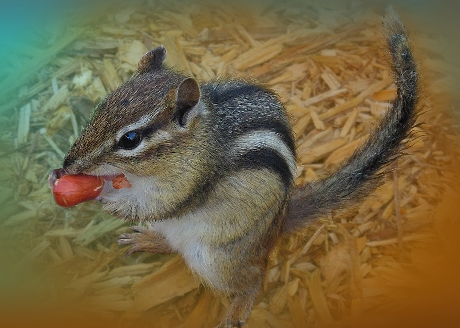 Chronicles of Whimsy: Spring and Whimsy's Wild Critter Tales