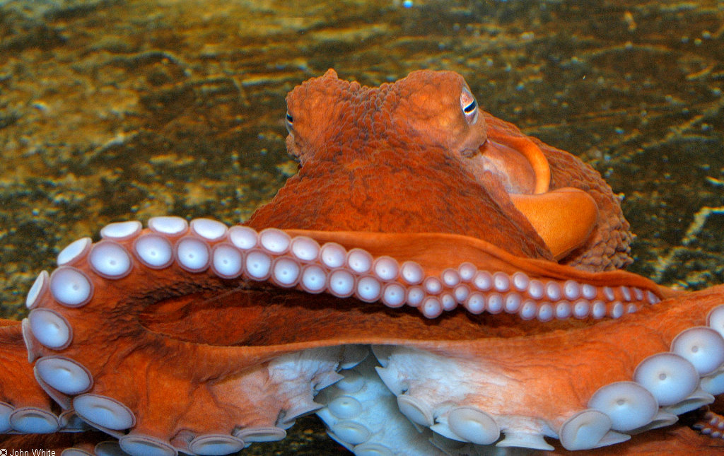 Pulpo gigante del Pacífico Norte (Enteroctopus dofleini)
