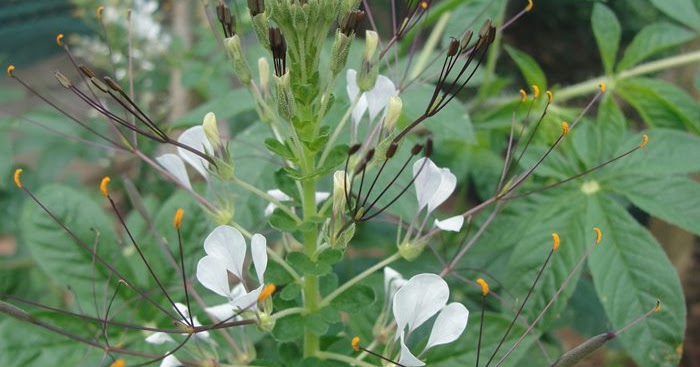 වේලා [Wela] (Cleome gynandra) සහ රම්මානිස්ස [Rammanissa] (Cleome ...
