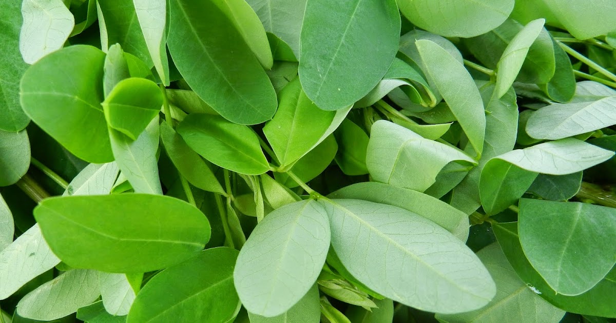 EL CHIPILÍN (Crotalaria longirostrata)