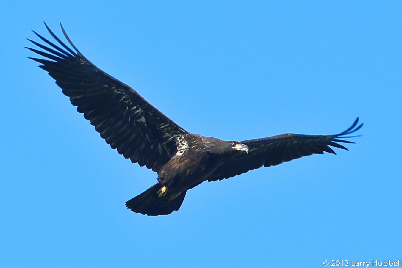 Union Bay Watch : The Eaglet Flies - What's Next?