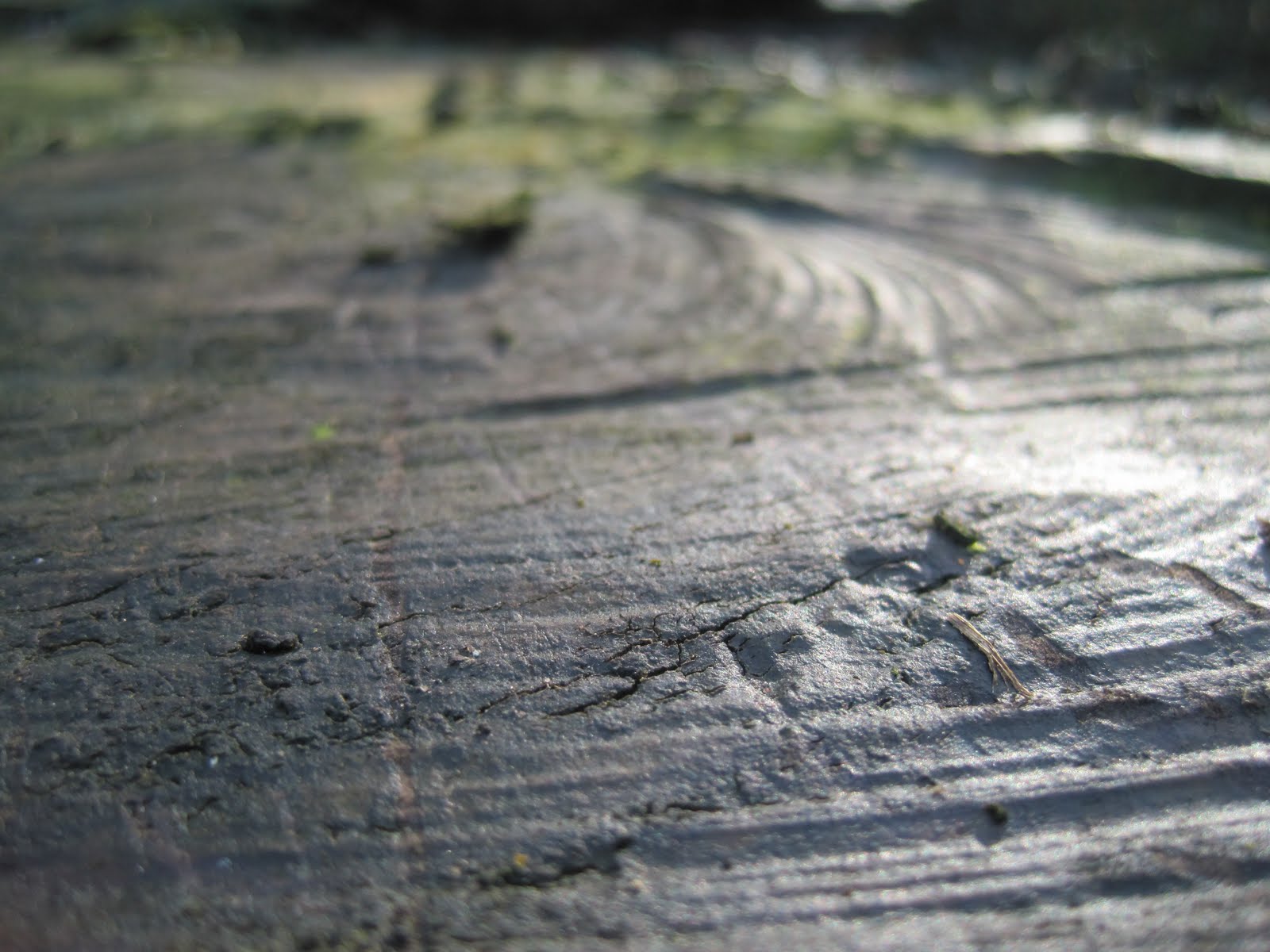 tree stump: lines, fissures, ridges