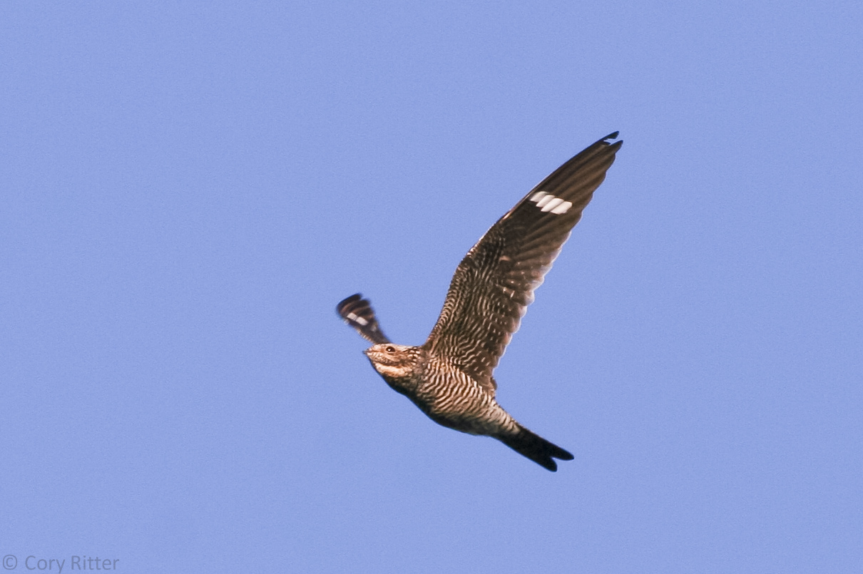 Boom Chachalaca: Duluth's Common Nighthawk Migration
