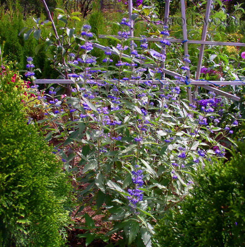 Ogrodowo.eu: Barbula klandońska - lawendowe zapachy